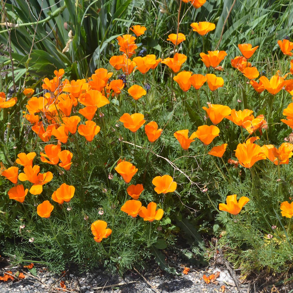 California Poppy Grow Kit – Pygmy Hippo Shoppe